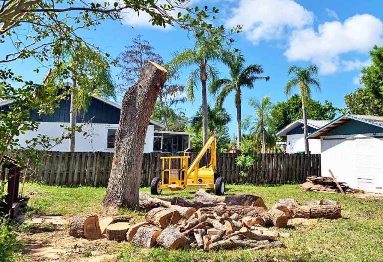 Tree Removal | Fortune's Lawn, Land & Tree Sevices Marco Island